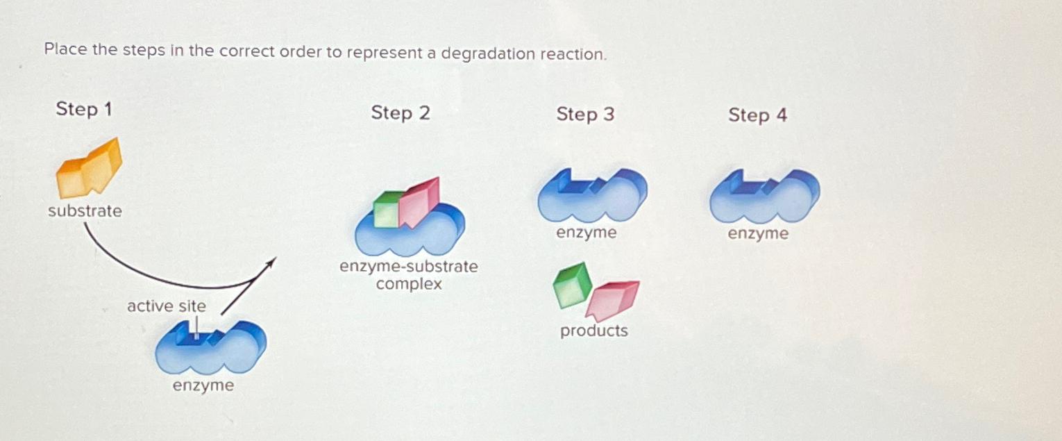 Solved Place the steps in the correct order to represent a | Chegg.com