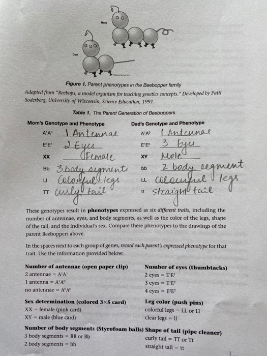 Ded Figure 1. Parent phenotypes in the Boebopper | Chegg.com