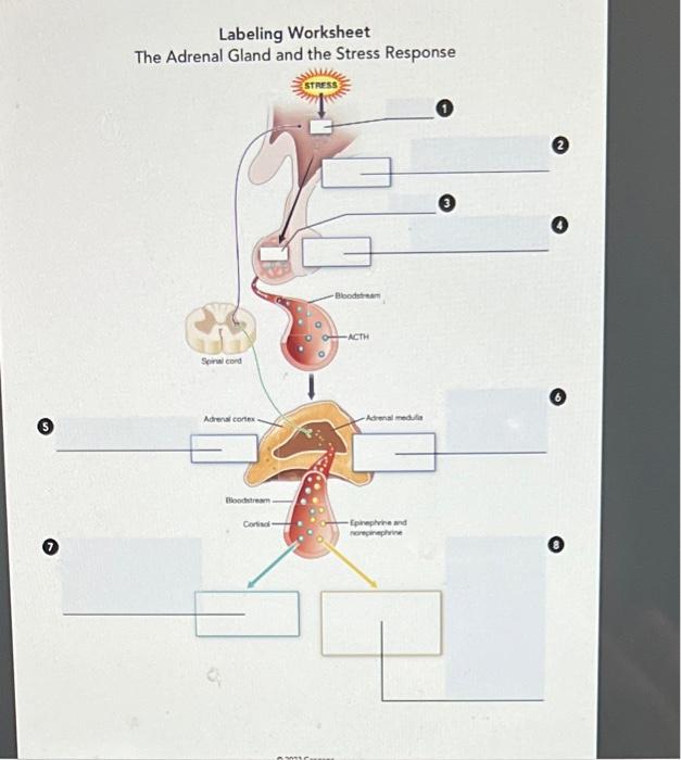 Solved Labeling Worksheet The Adrenal Gland and the Stress | Chegg.com