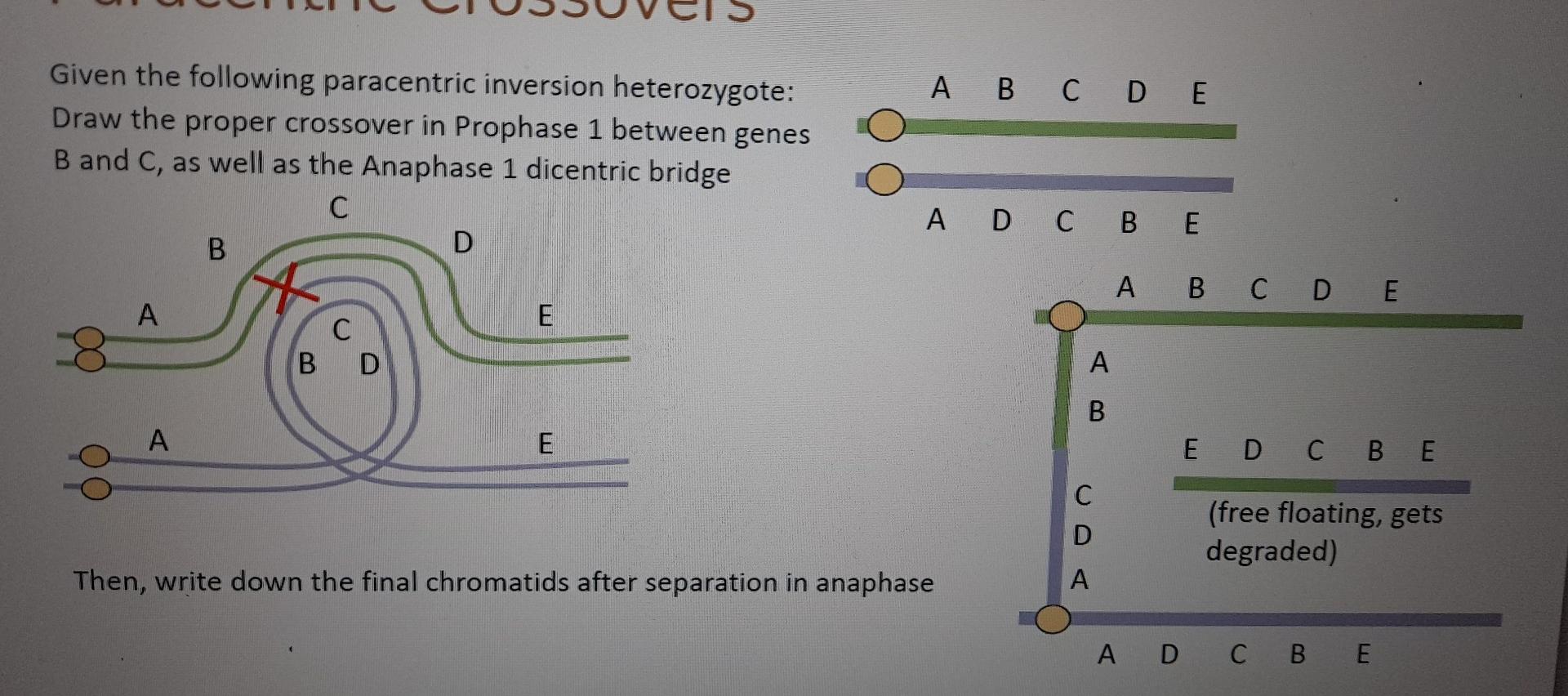 Solved A B C D E Given the following paracentric inversion | Chegg.com