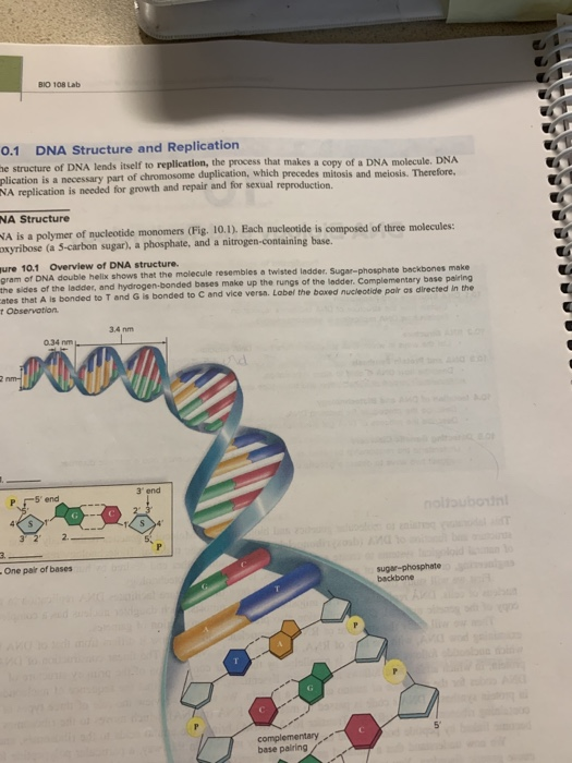 Solved before replication begins, DNA is unzipped. what | Chegg.com Solved before replication begins, DNA is unzipped. what | Chegg.com