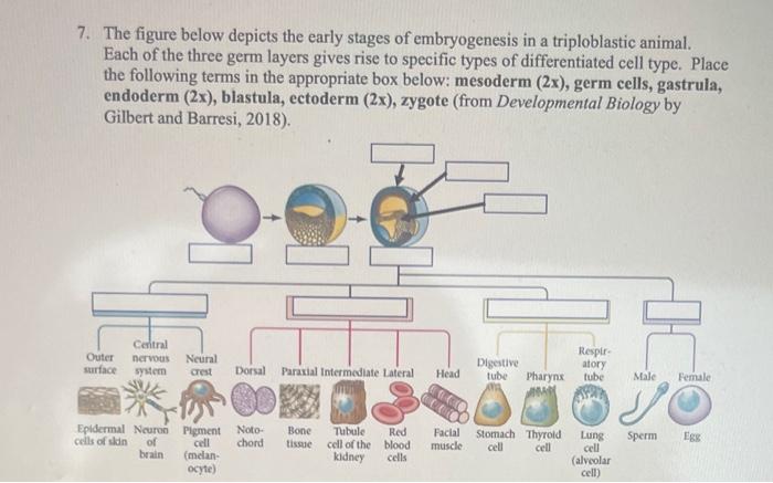 Solved The figure below depicts the early stages of | Chegg.com