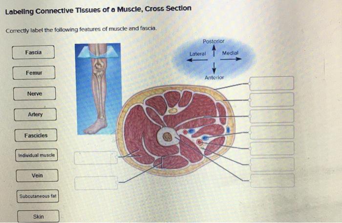 Solved Labeling Connective Tissues of a Muscle, Cross | Chegg.com