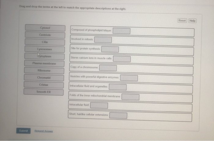 Solved Drag And Drop The Terms At The Left To Match The