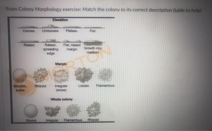 Solved From Colony Morphology exercise: Match the colony to | Chegg.com