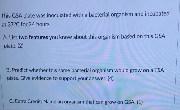 Solved This GSA plate was inoculated with a bacterial | Chegg.com