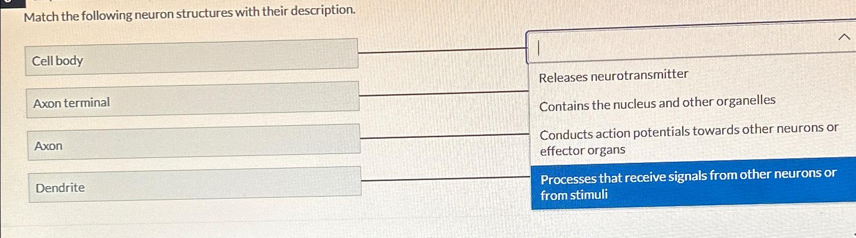 Solved Match the following neuron structures with their | Chegg.com