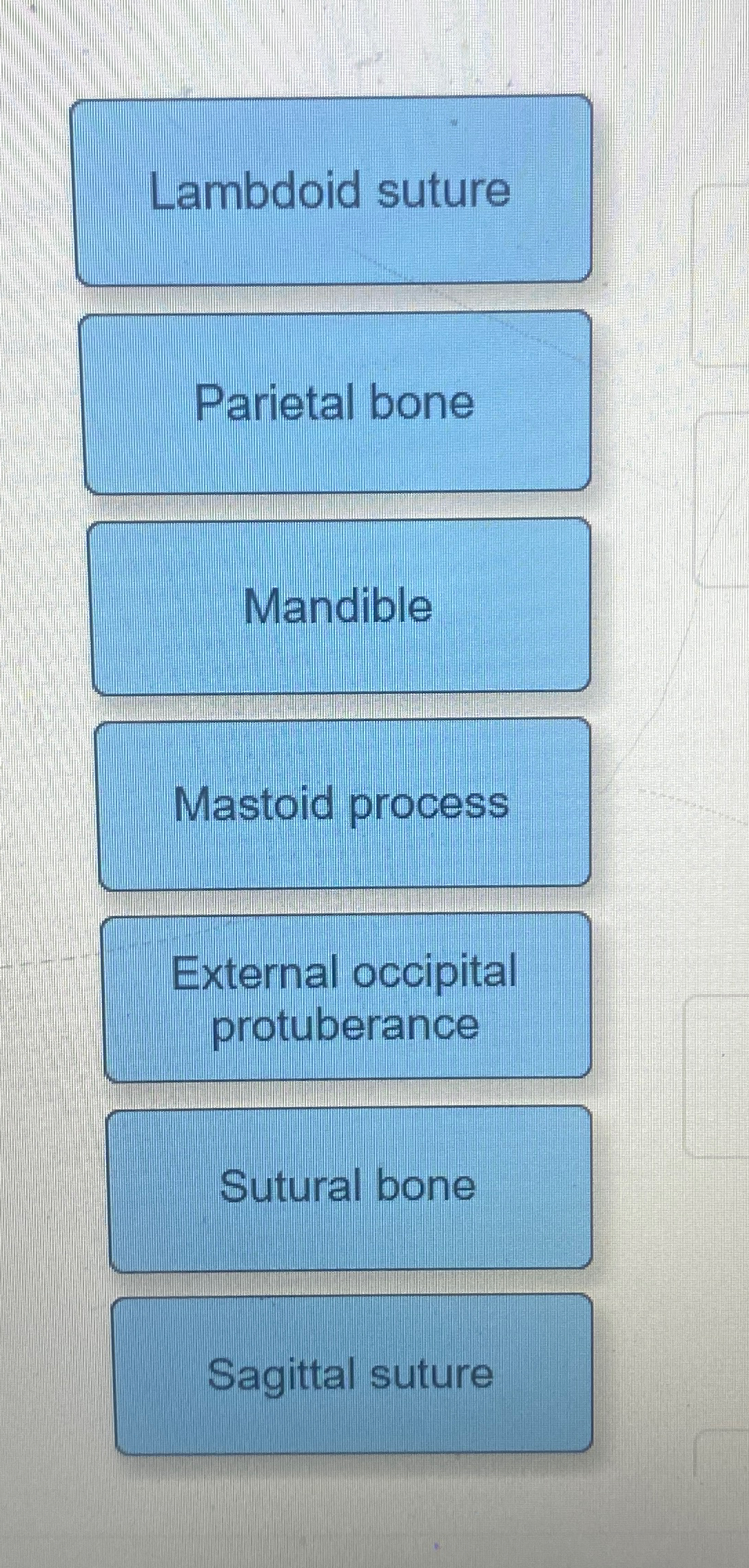 Solved Lambdoid sutureMastoid processExternal occipital | Chegg.com