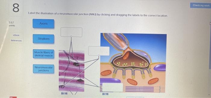 00 Label the illustration of a neuromuscular junction | Chegg.com
