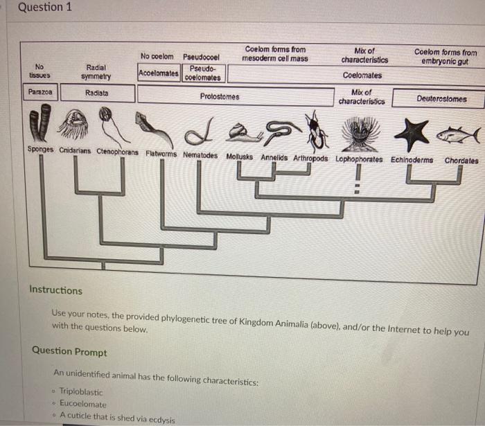 Solved Sponges Cnidarians Ctenophorans Flatworms Nematodes | Chegg.com