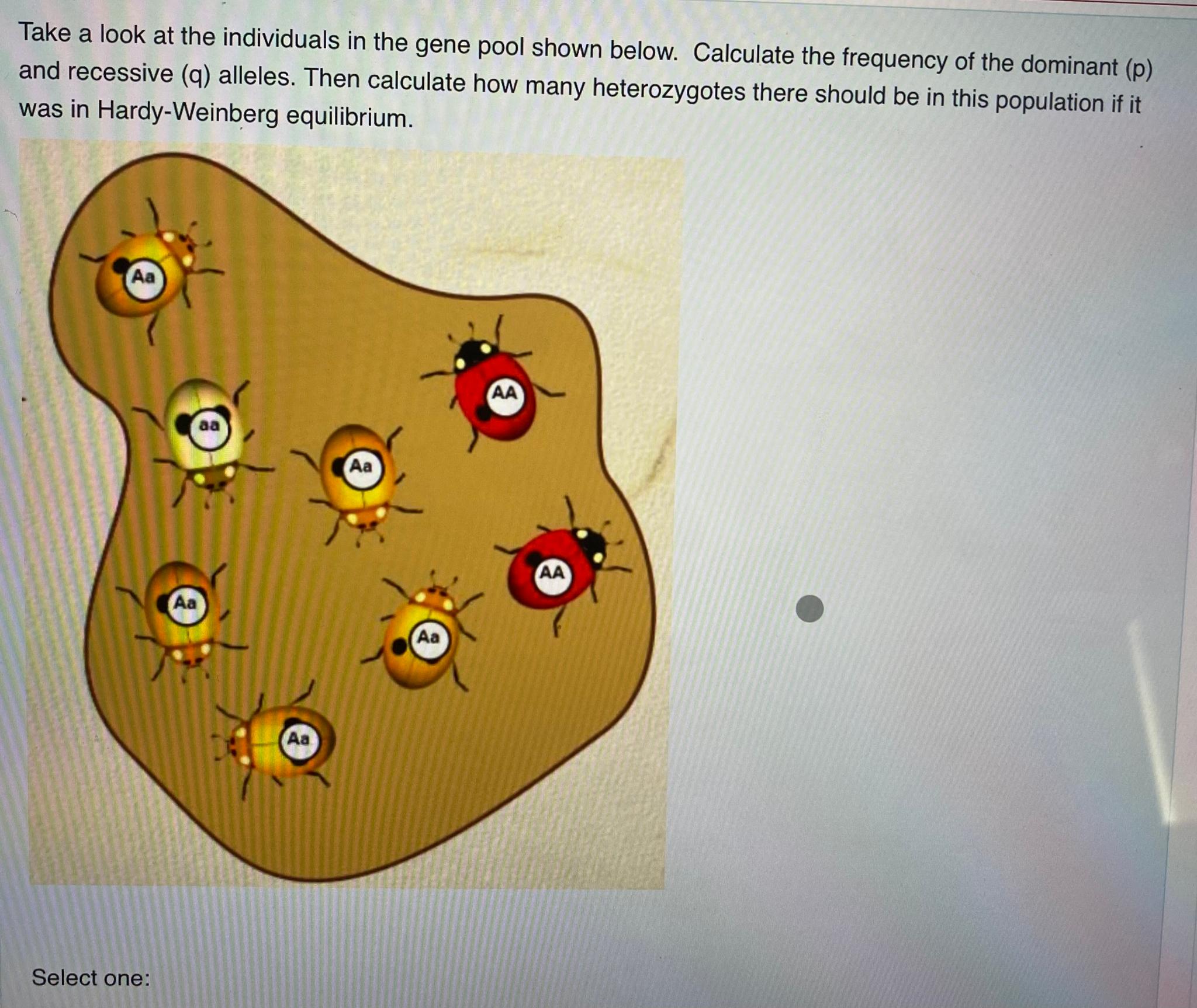 Solved Take a look at the individuals in the gene pool shown | Chegg.com