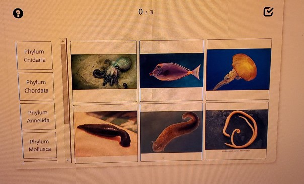Solved Identify Activity Match the Phylum name with the | Chegg.com