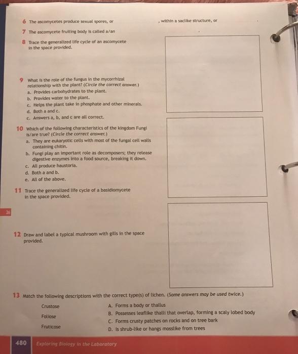 Solved within a saclike structure, or 6 The ascomycetes | Chegg.com