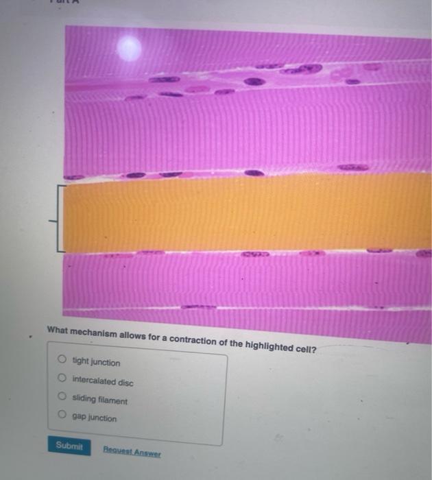 Solved Part A Identify the highlighted structures. Submit | Chegg.com Solved Part A Identify the highlighted structures. Submit | Chegg.com