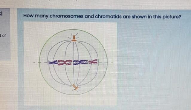 Solved 31 How many chromosomes and chromatids are shown in | Chegg.com