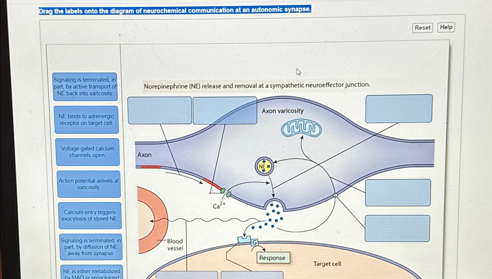 Solved Drag the labels onto the diagram of neurochemical | Chegg.com
