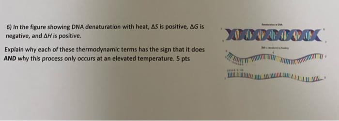 Solved 6) In the figure showing DNA denaturation with heat, | Chegg.com