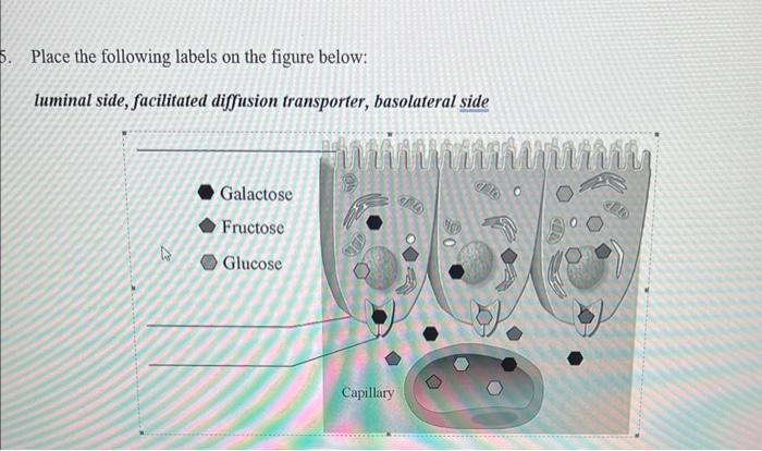 Solved Place the following labels on the figure below: | Chegg.com