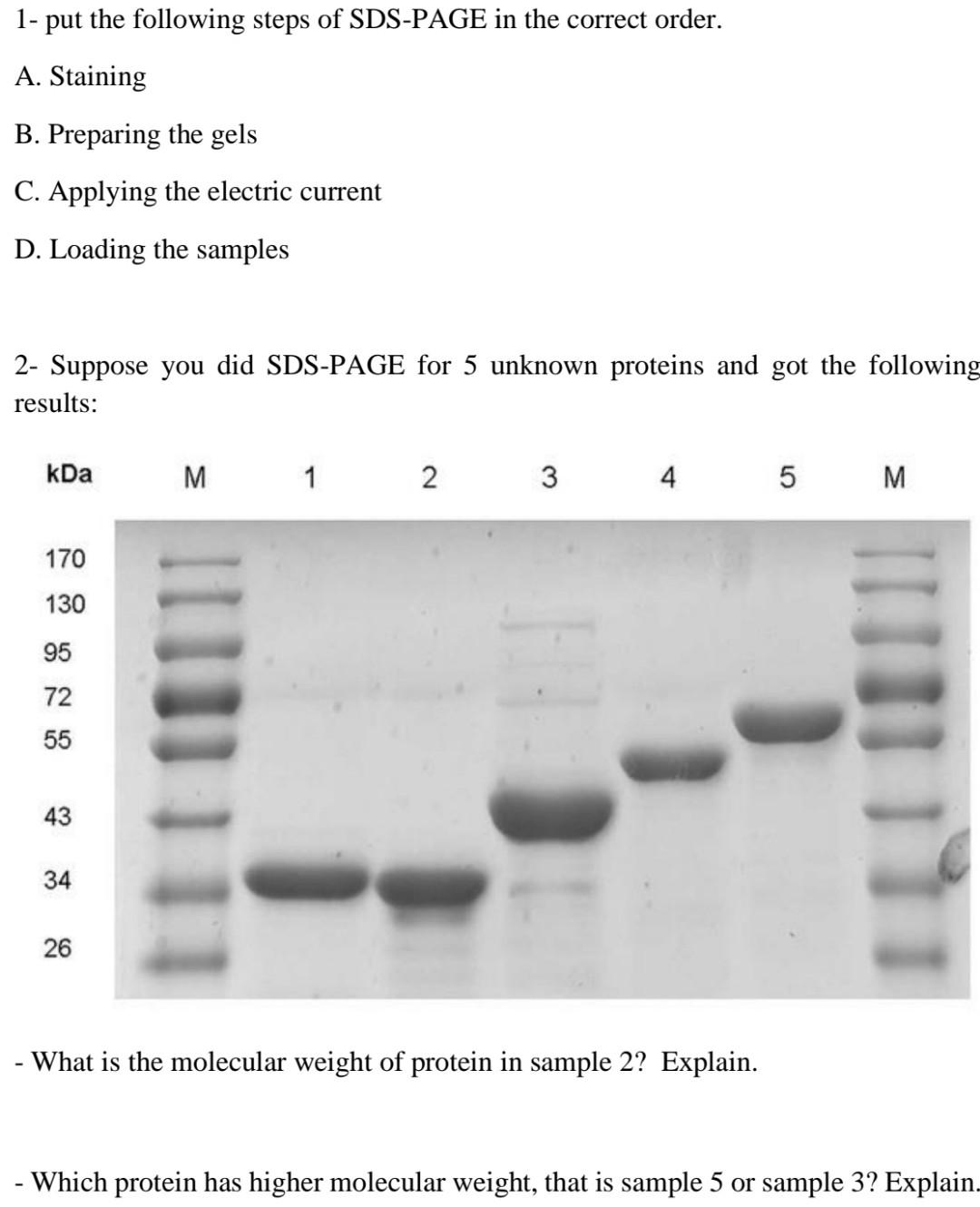 Solved 1- put the following steps of SDS-PAGE in the correct | Chegg.com