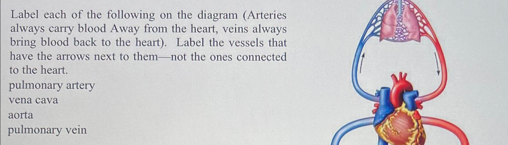 Solved Label each of the following on the diagram (Arteries | Chegg.com