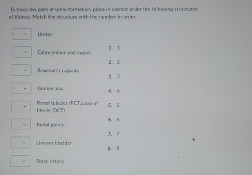 Solved To trase the path of urine formation, place in | Chegg.com
