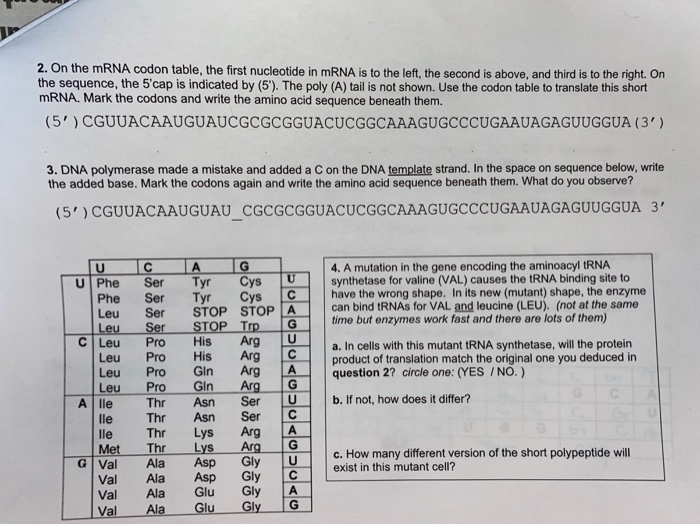 Solved 2. On the mRNA codon table, the first nucleotide in | Chegg.com