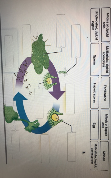 Solved Place the name of different structures or processes | Chegg.com