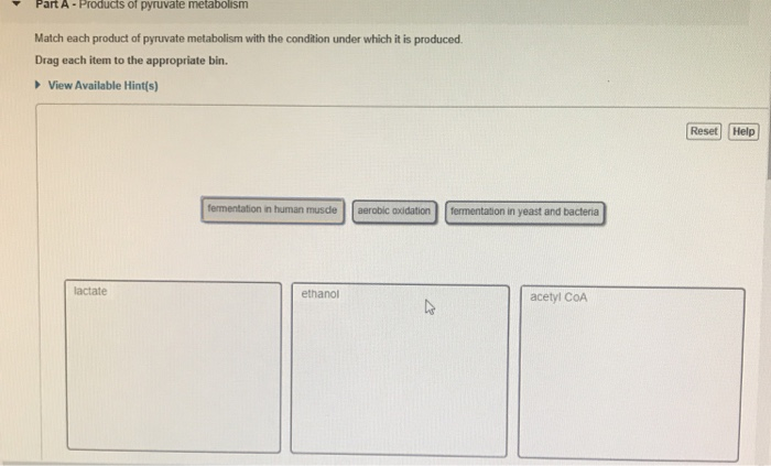 Solved Part A PRODUCTS of pyruvate metabolism Match each | Chegg.com