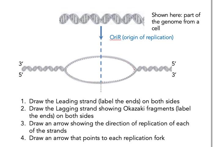 Solved t of n a 1. Draw the Leading strand (label the ends) | Chegg.com