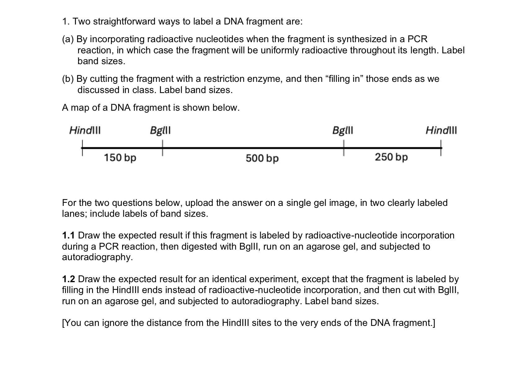 Solved Two straightforward ways to label a DNA fragment | Chegg.com