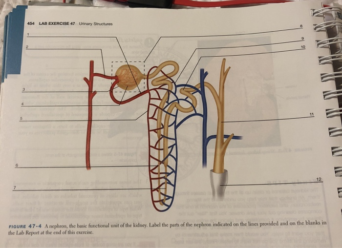 Solved LAB EXERCISE 47 454 Urinary Structures. 10 2 3 4 11 6 | Chegg.com
