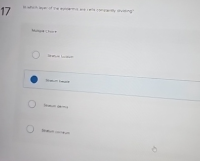 Solved 17 ﻿In which layer of the epidermits are cells | Chegg.com