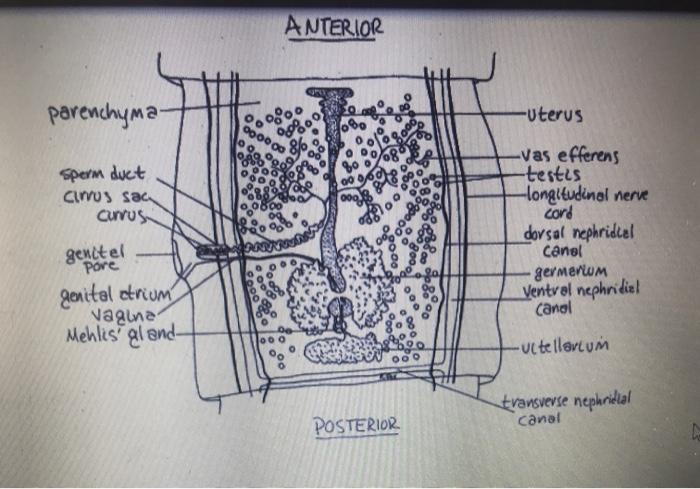 The diagram shown is a representation of the Taenia | Chegg.com
