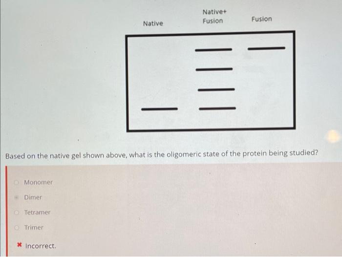 Solved Native+ Fusion Fusion Native Based on the native gel | Chegg.com