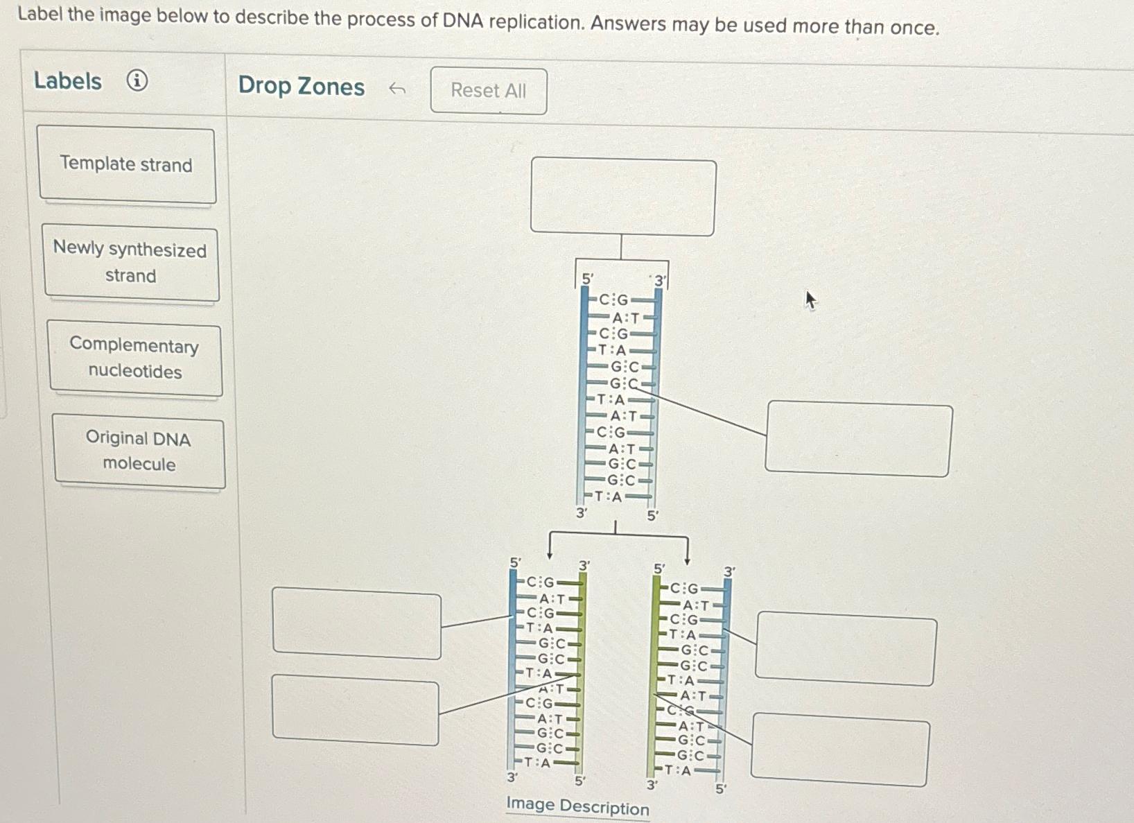 Solved Label the image below to describe the process of DNA | Chegg.com