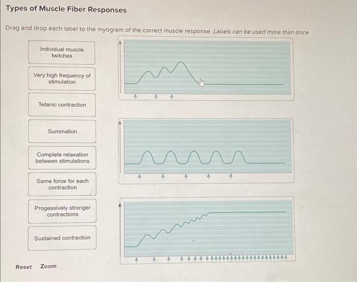 Solved Types of Muscle Fiber Responses Drag and drop each | Chegg.com