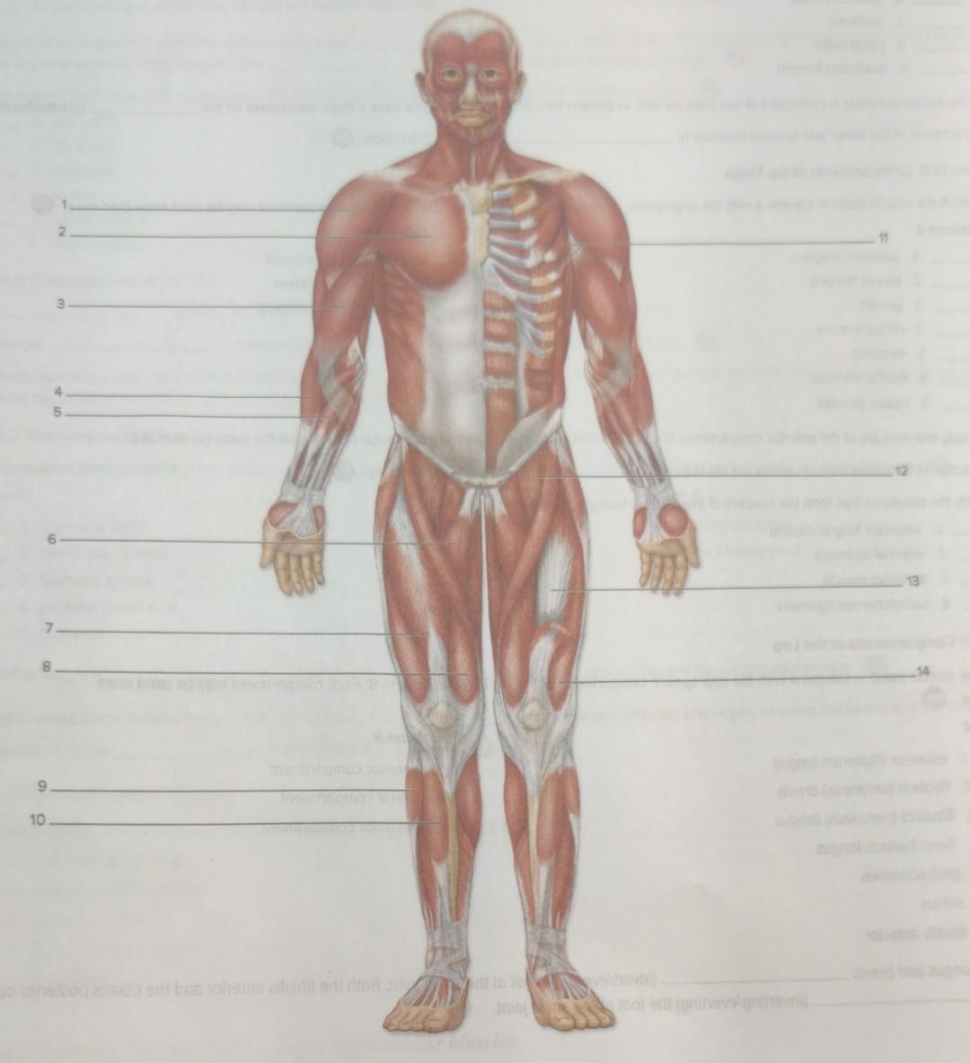 Solved Label the following diagram of muscles seen from an | Chegg.com