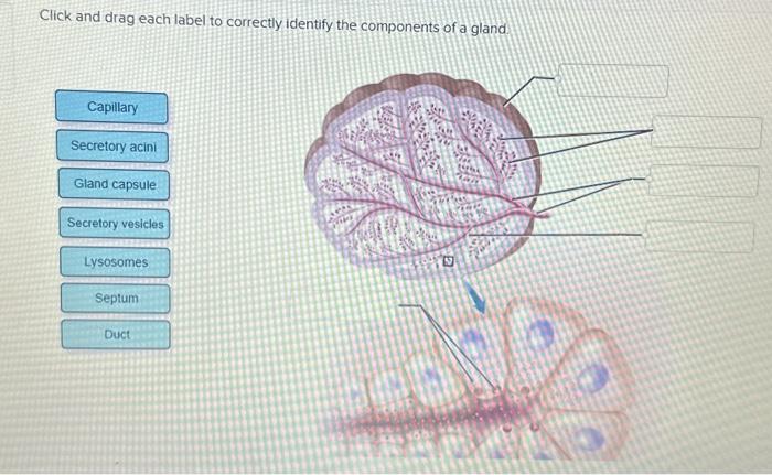 Solved Click and drag each label to correctly identify the | Chegg.com