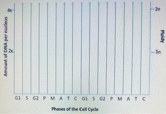 7. The graph below shows interphase and then a | Chegg.com