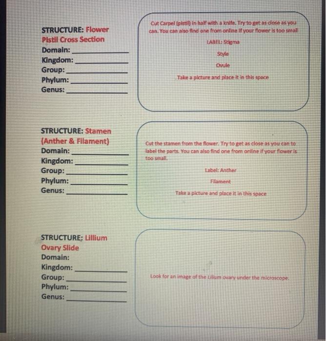75% SEEDED VASCULAR PLANTS Gymnosperms & Angiosperm | Chegg.com