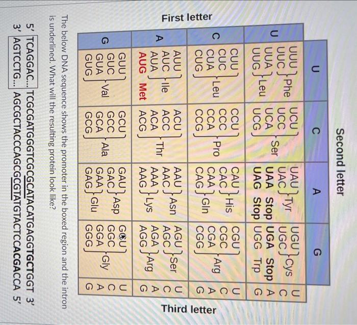 Solved rimet lattor Met - Gly - Arg - Thr Met- Arg - Thr | Chegg.com