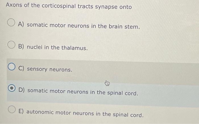 Solved Axons of the corticospinal tracts synapse onto A) | Chegg.com