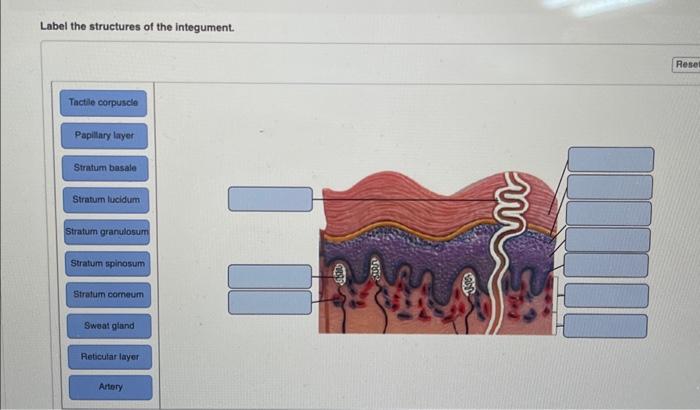 Solved Label the structures of the integument. | Chegg.com