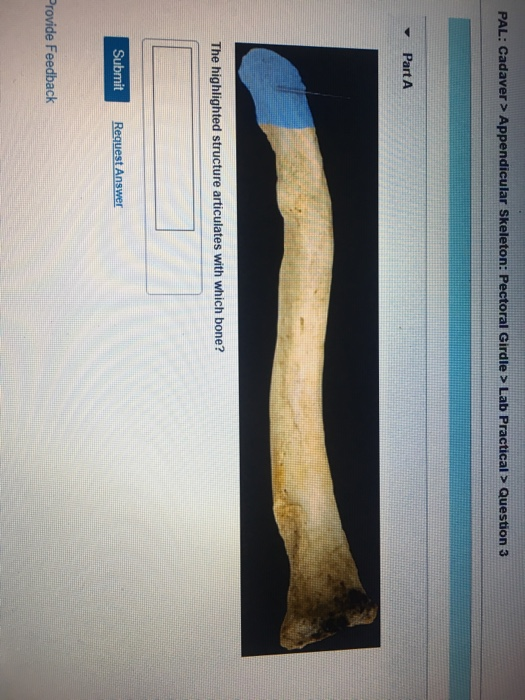 Solved Pal Cadaver Appendicular Skeleton Joints Lab C - vrogue.co Solved Pal Cadaver Appendicular Skeleton Joints Lab C - vrogue.co