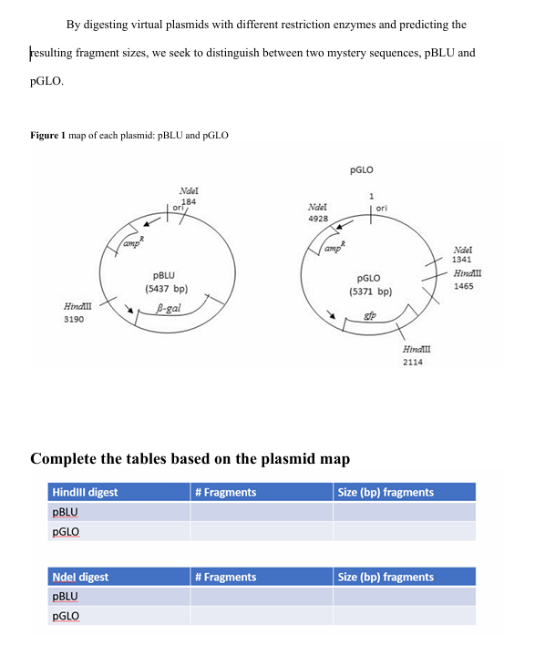 Solved By digesting virtual plasmids with different | Chegg.com