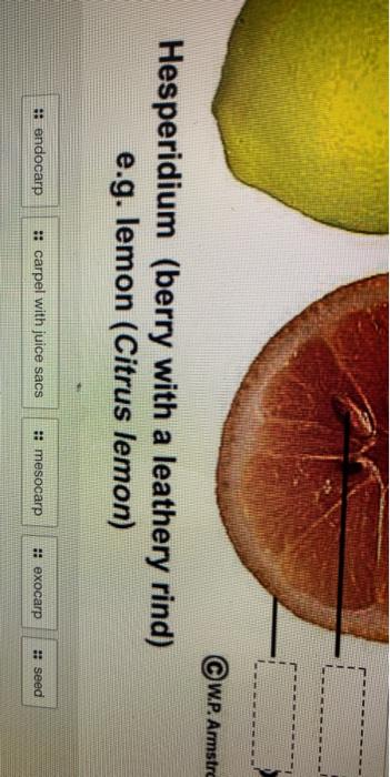 Solved C. ©w.P. Armstro Hesperidium (berry with a leathery | Chegg.com