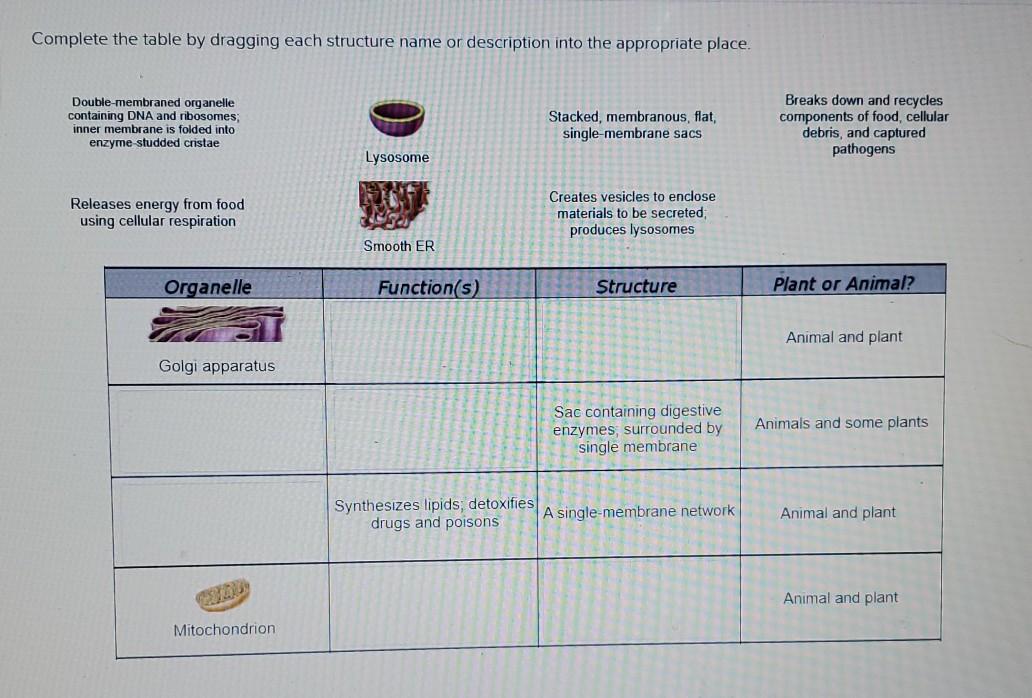 Solved Complete the table by dragging each structure name or | Chegg.com