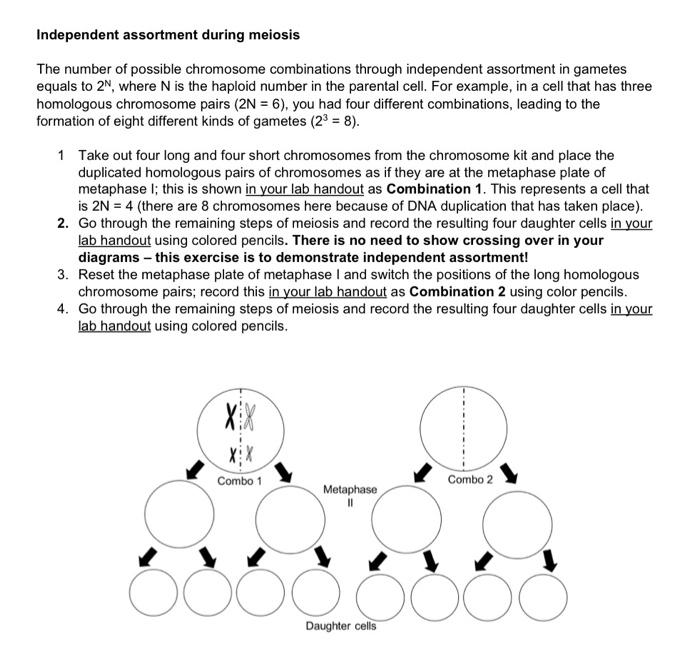 Meiosis Independent Assortment