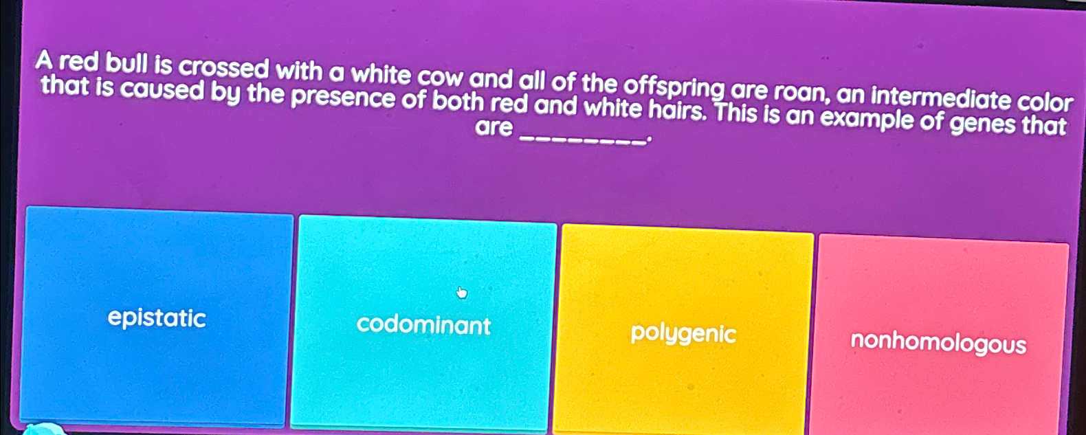 Solved A red bull is crossed with a white cow and all of the | Chegg.com