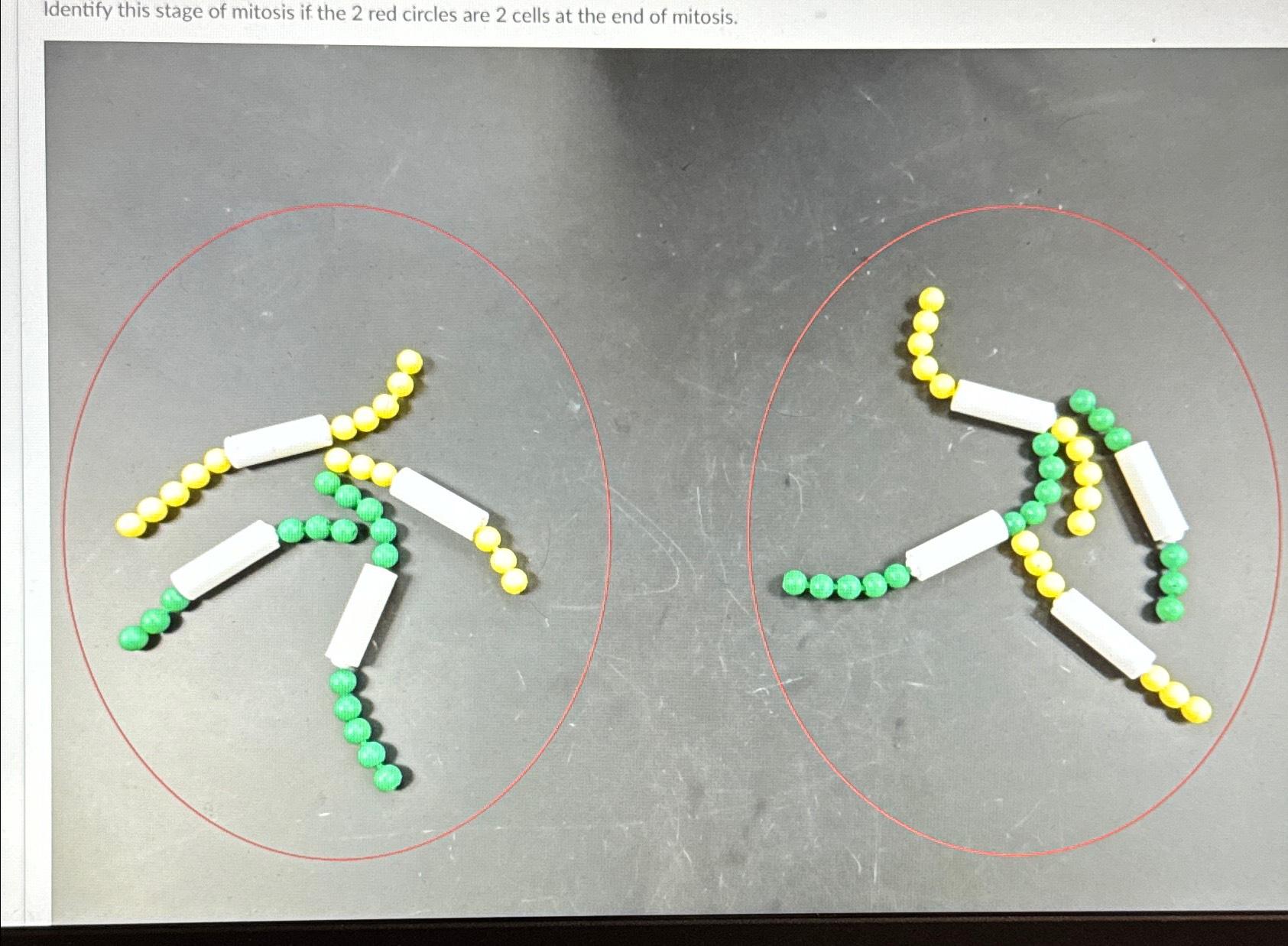 Solved Identify this stage of mitosis if the 2 ﻿red circles | Chegg.com